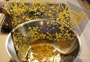 Dehydrating Corn: Make Your Own Dried Sweet Corn