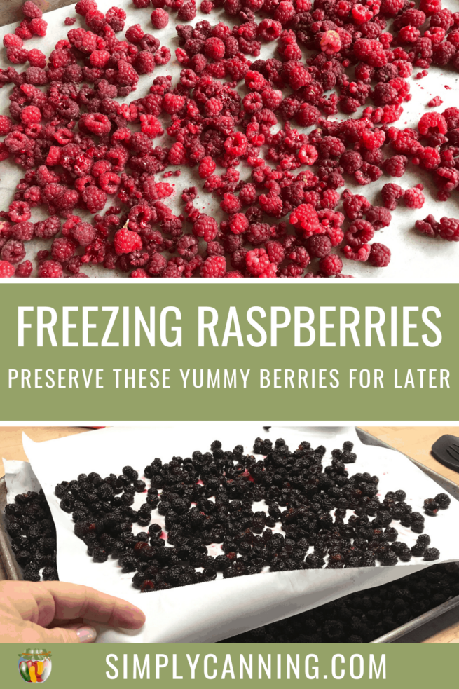 Freezing Raspberries / 3 Easy Methods